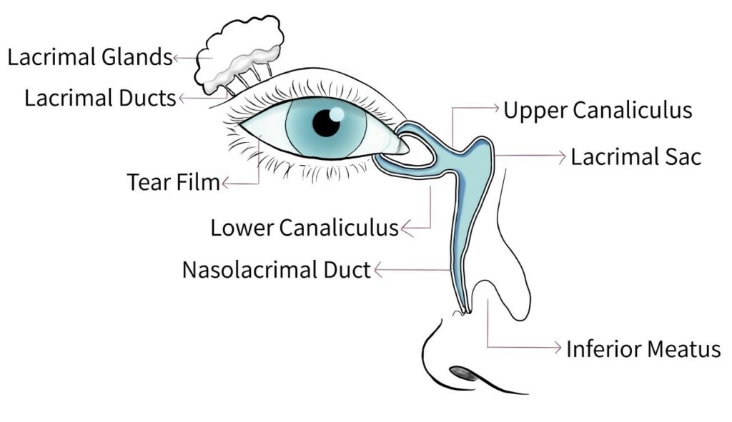 Information for Patients on Dacryocystorhinostomy (DCR) | Hull ...