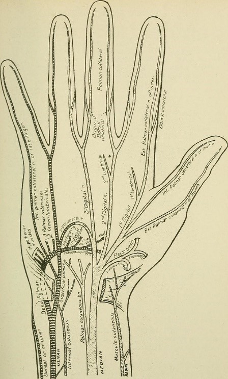 Hand Therapy - Digital Nerve Injuries (PIFU) Information for patients ...