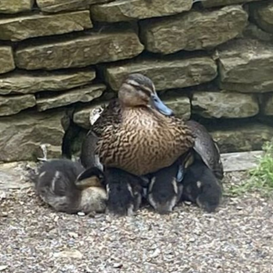 Hospital staff take family of ducks under their wing | Hull University ...