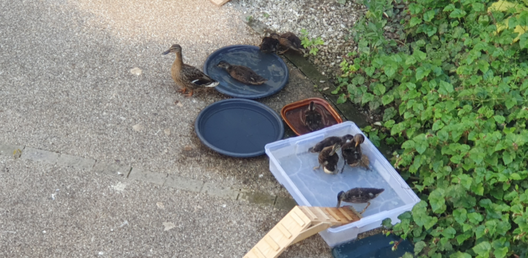 Hospital staff take family of ducks under their wing | Hull University ...