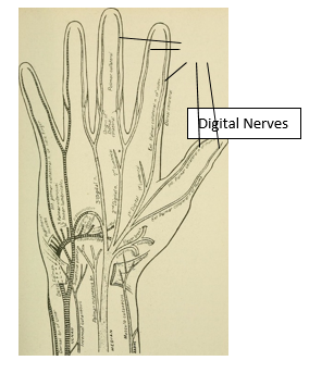 Digital Nerve Injuries (PIFU) (Patient Initiated Follow-up ...